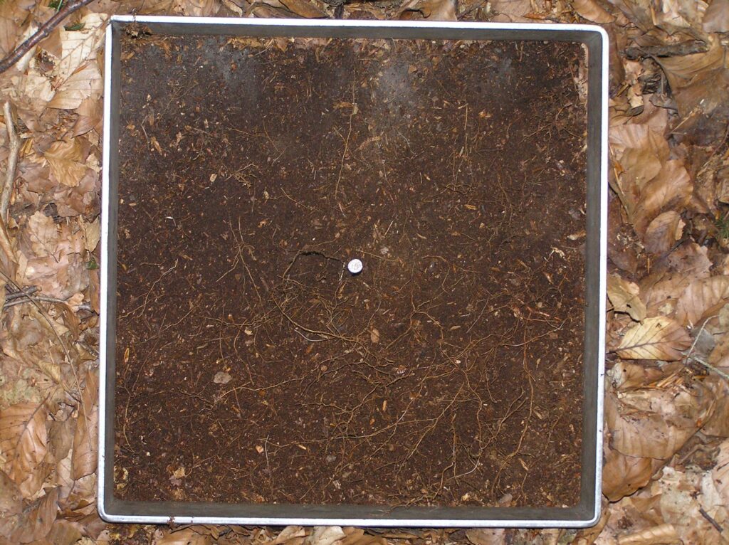 Humus forms with an Oh horizon - Humus FormHumus Form