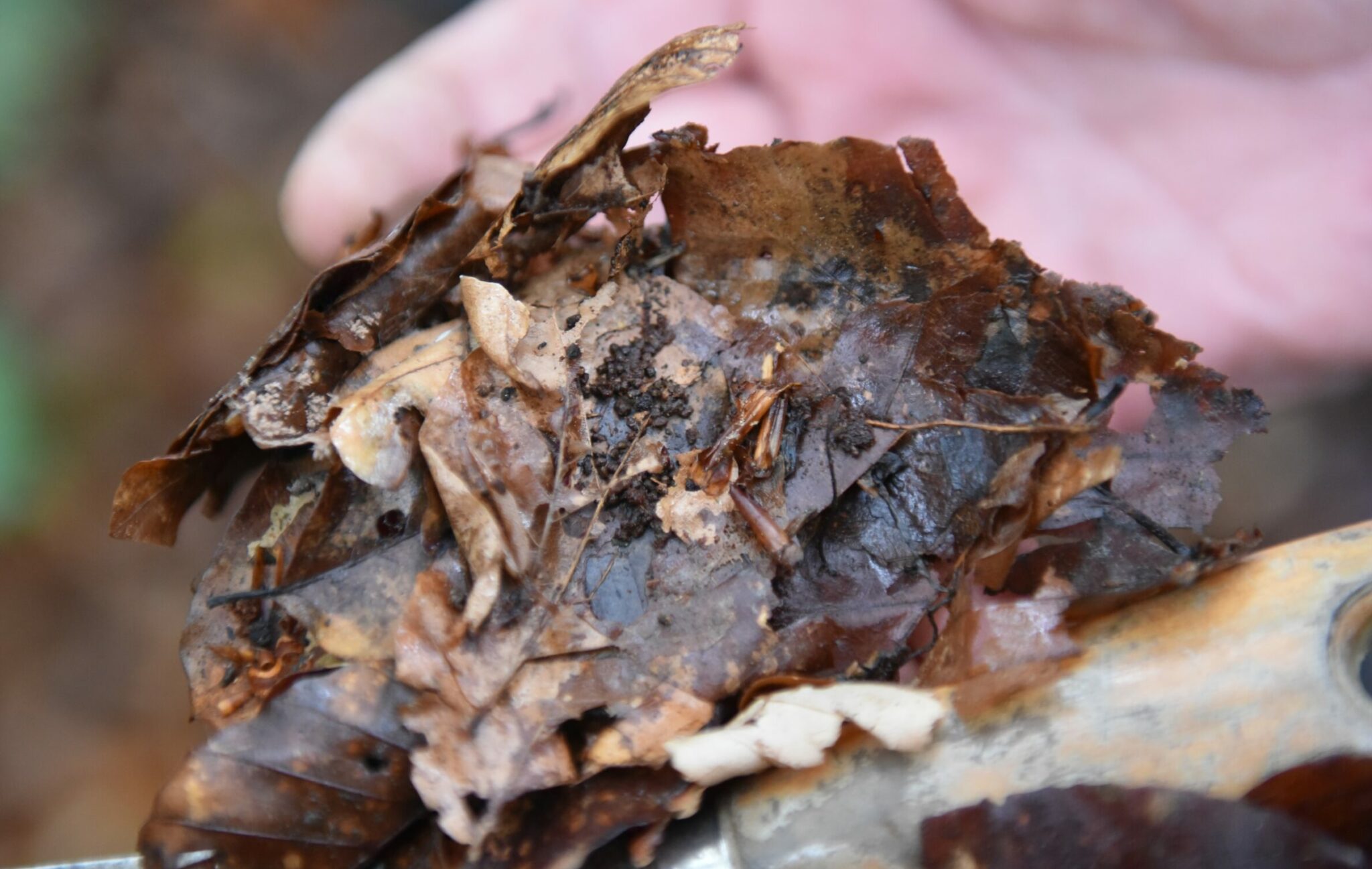 Welcome - Humus FormHumus Form | Working group humus forms, German Soil ...