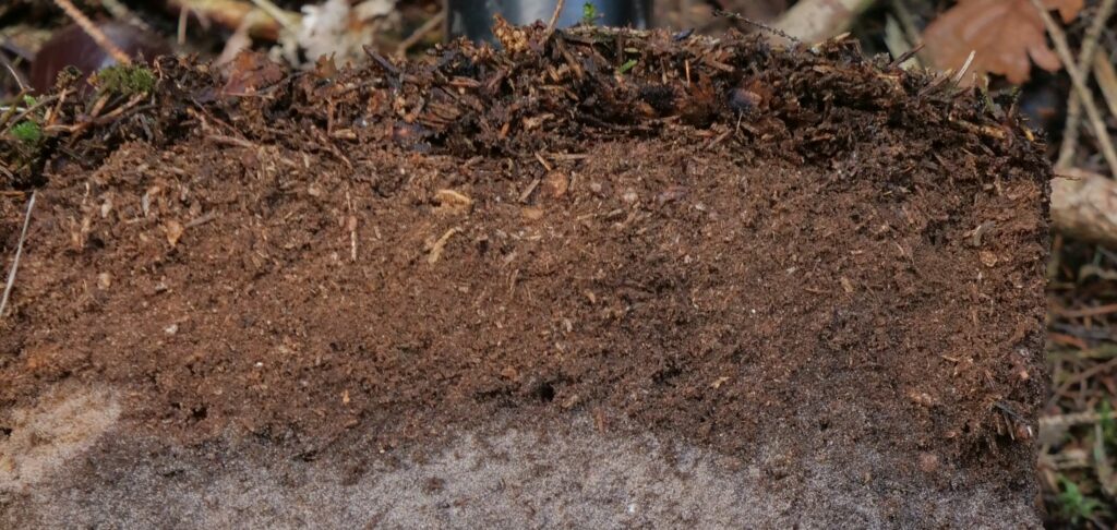 Oh-horizons - Humus FormHumus Form