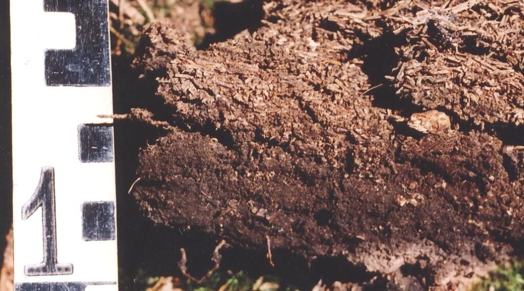 Moder-like Mor - Humus FormHumus Form